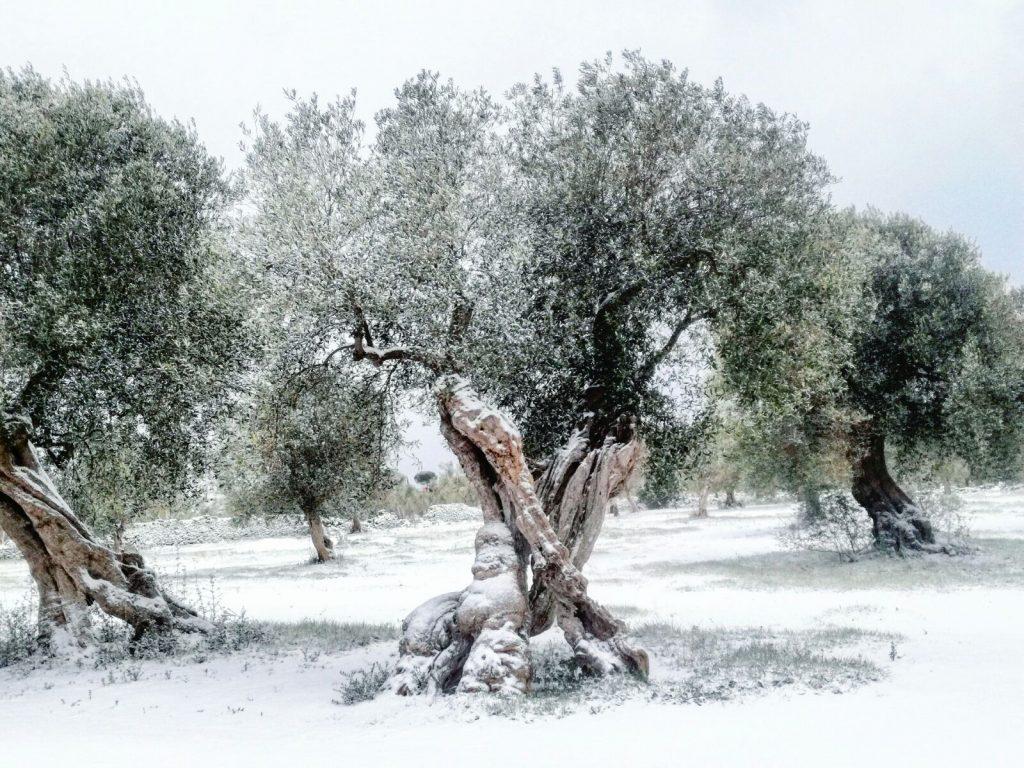 The effects of snow and cold on olive groves: how to intervene - l ...