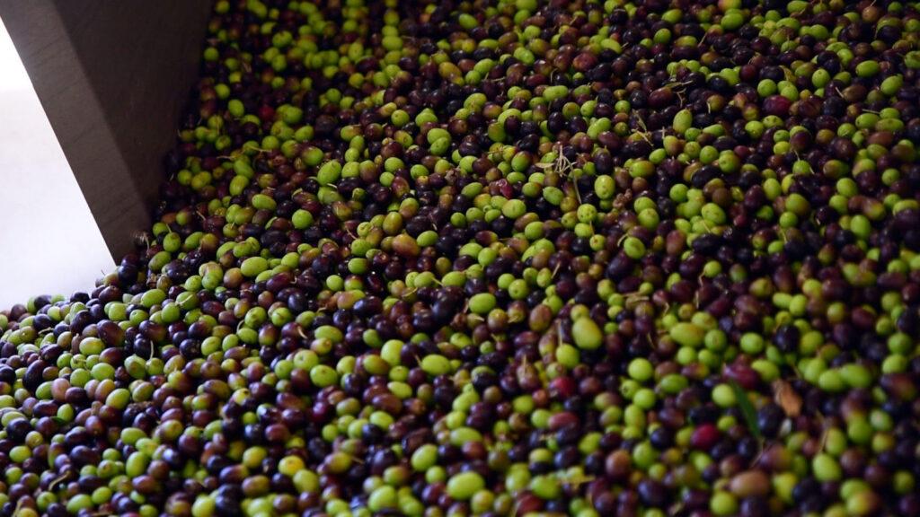Rapid Chilling of Olives Offers Positive Results - l'OlivoNews