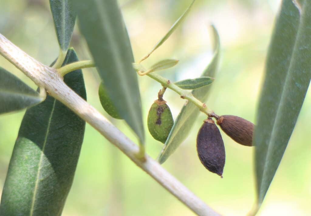 La cascola fisiologica delle olive: cause e strategie agronomiche - l ...