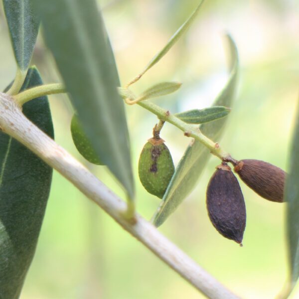 OlivoNews - Journal of Olive Growing and Circular Thinking