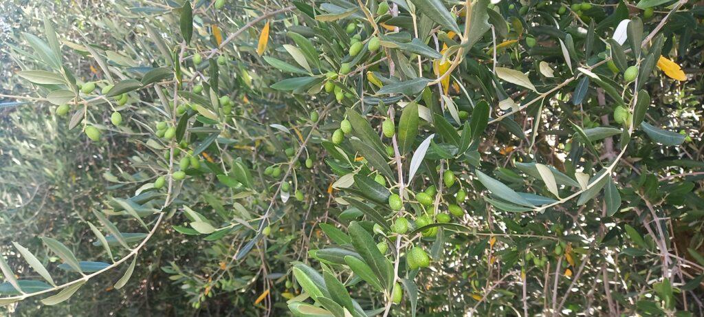 Fertilization in the early development of pulp and stone - l'OlivoNews