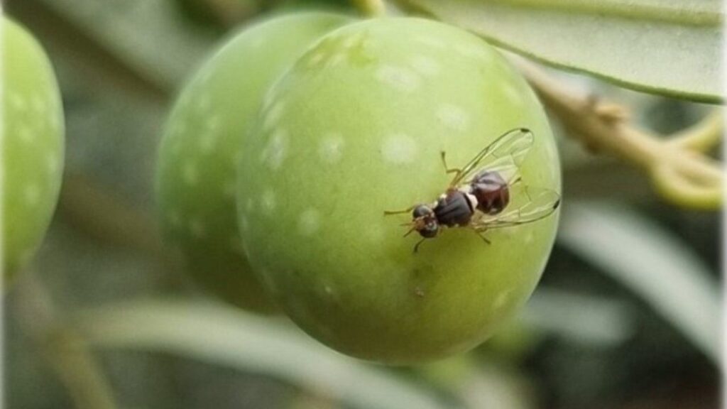 Tignola dell'olivo: come agisce, gli effetti e quando intervenire - l ...