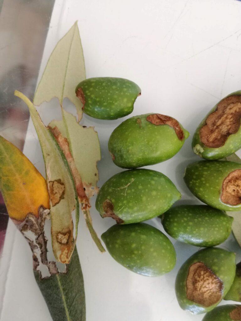 Margaronia or green moth, attacks on the olive tree are growing - l ...