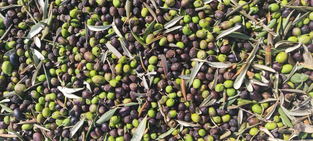 Thermal stress and productivity, the effects and possible solutions - l ...