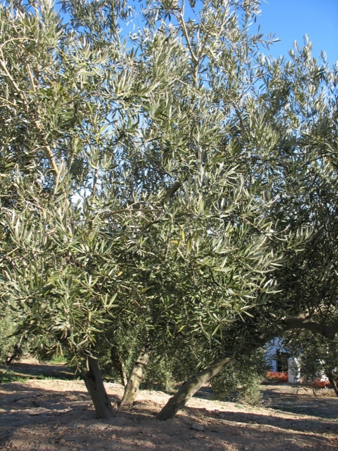 Evolution of olive growing: from traditional to super-intensive - l ...