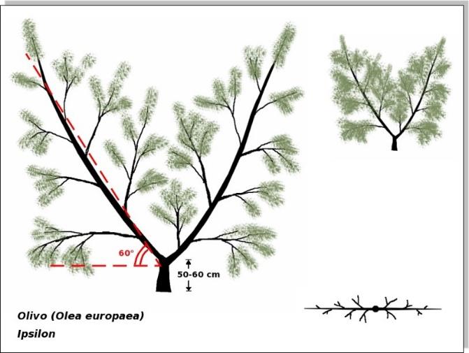 Evolution of olive growing: from traditional to super-intensive - l ...