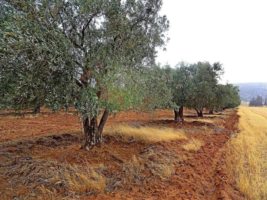 Algeria ready for a more incisive role in the olive oil market - l ...