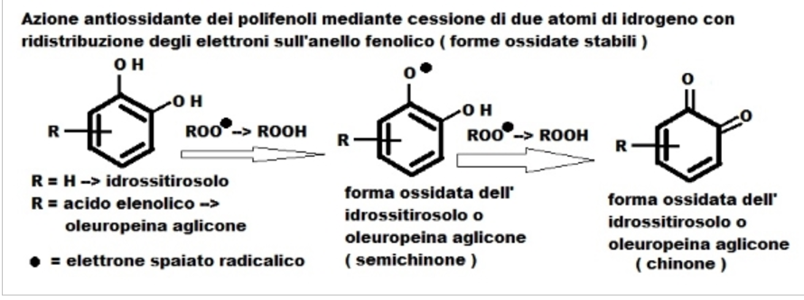 Analisi scientifica sull'efficacia dei polifenoli dell'olio di oliva ...