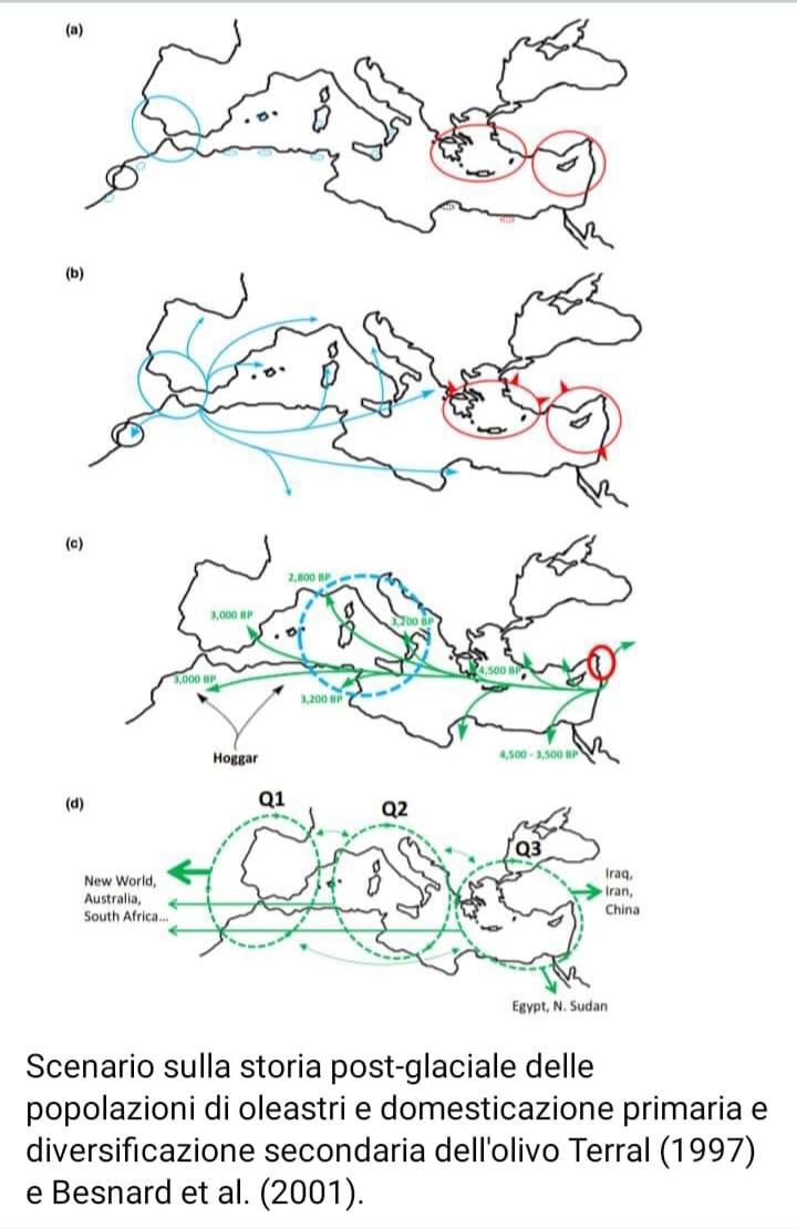 Where does the olive tree grow? The evolution from wild to domestic ...