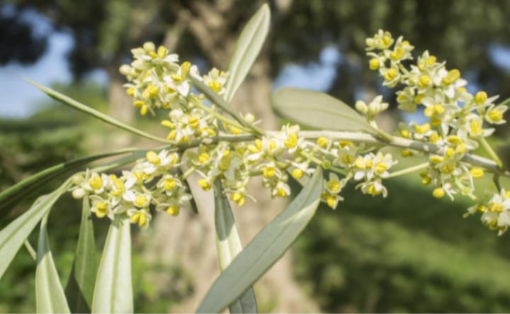 Impollinare gli olivi con cultivar compatibili: ecco come! - l'OlivoNews