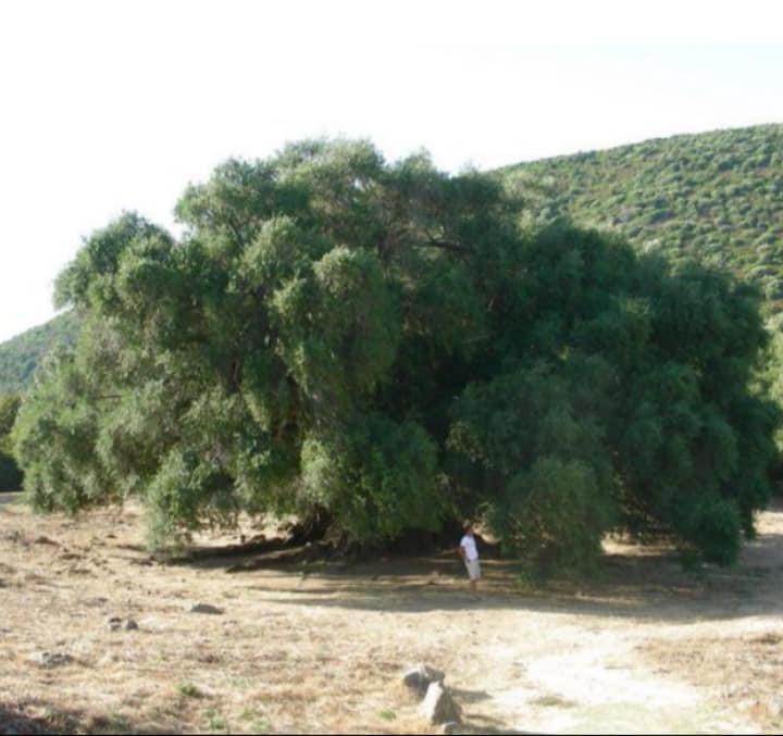 Where does the olive tree grow? The evolution from wild to domestic ...