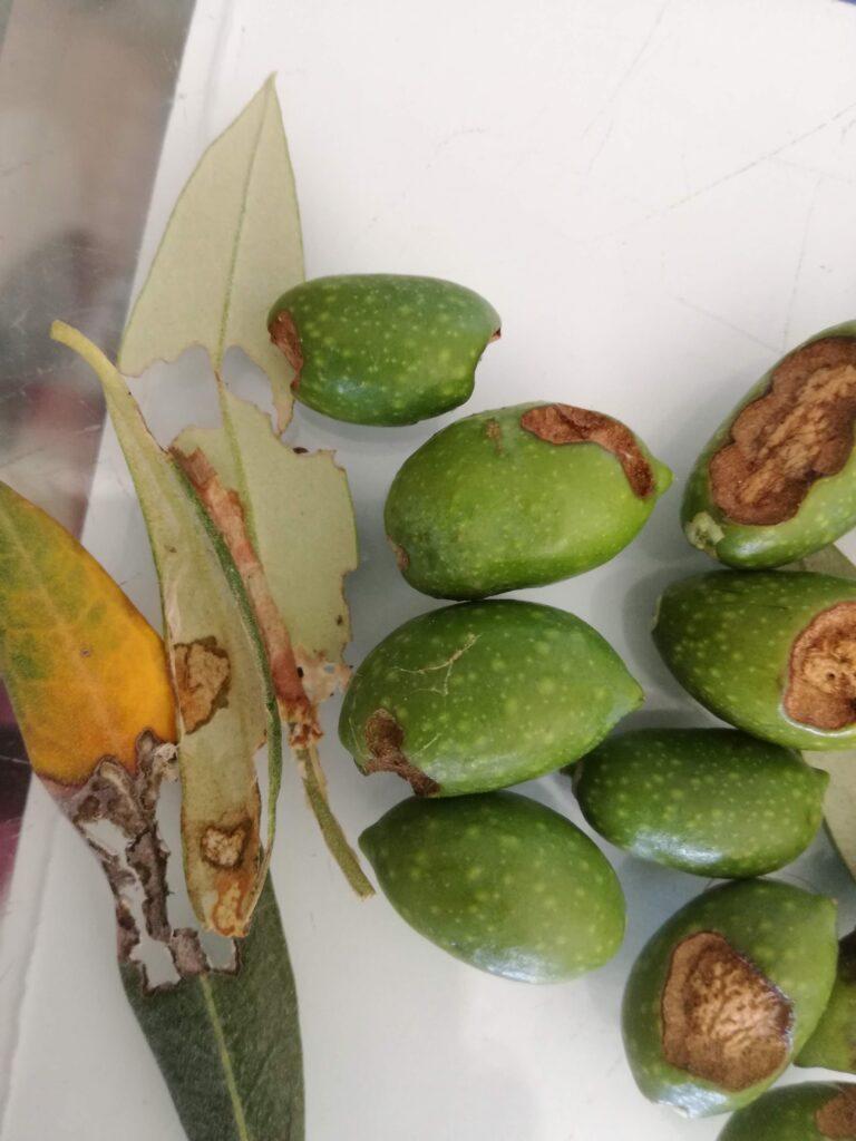 Margaronia, from a minor parasite to a threat to the olive tree - l ...