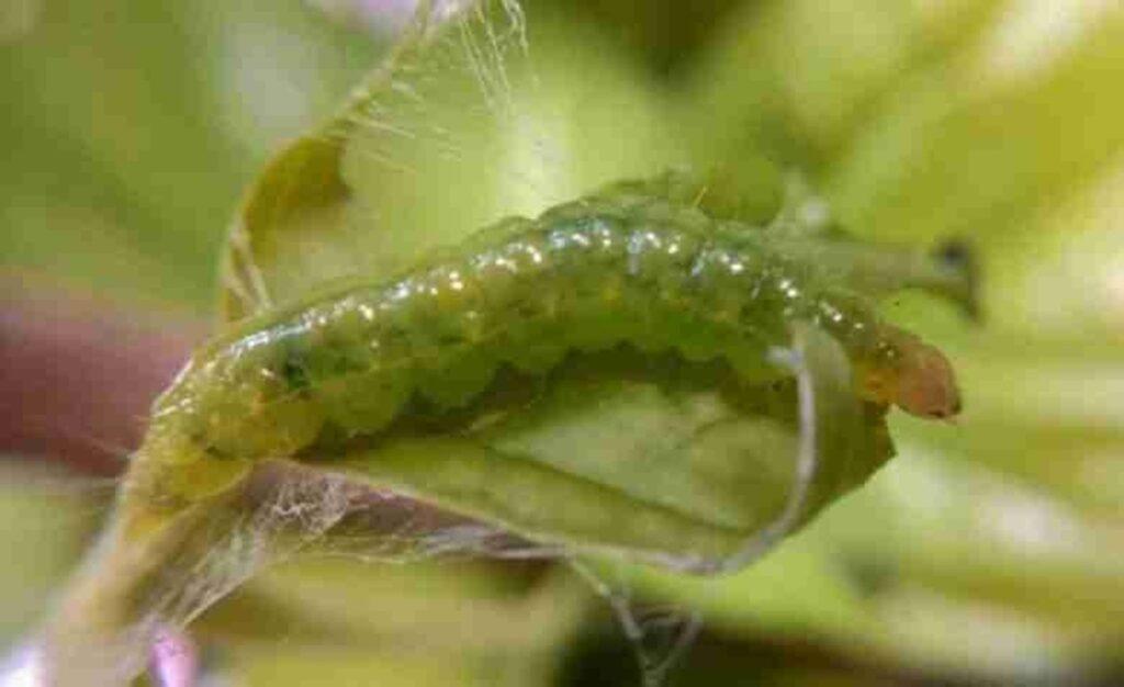 Margaronia, from a minor parasite to a threat to the olive tree - l ...