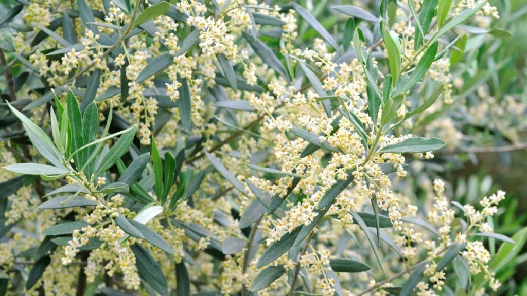Ecco tutti i prodotti disponibili contro la Mosca dell'olivo - l'OlivoNews