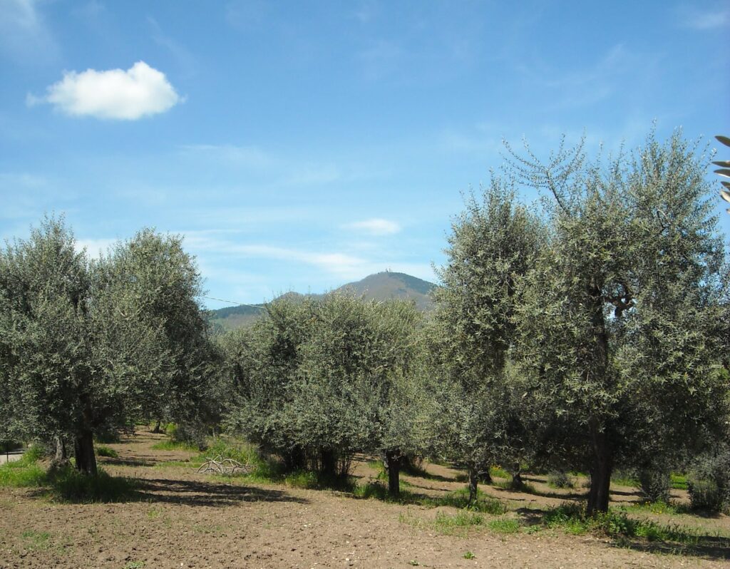 The planting of over 40 thousand olive trees is completed - l'OlivoNews