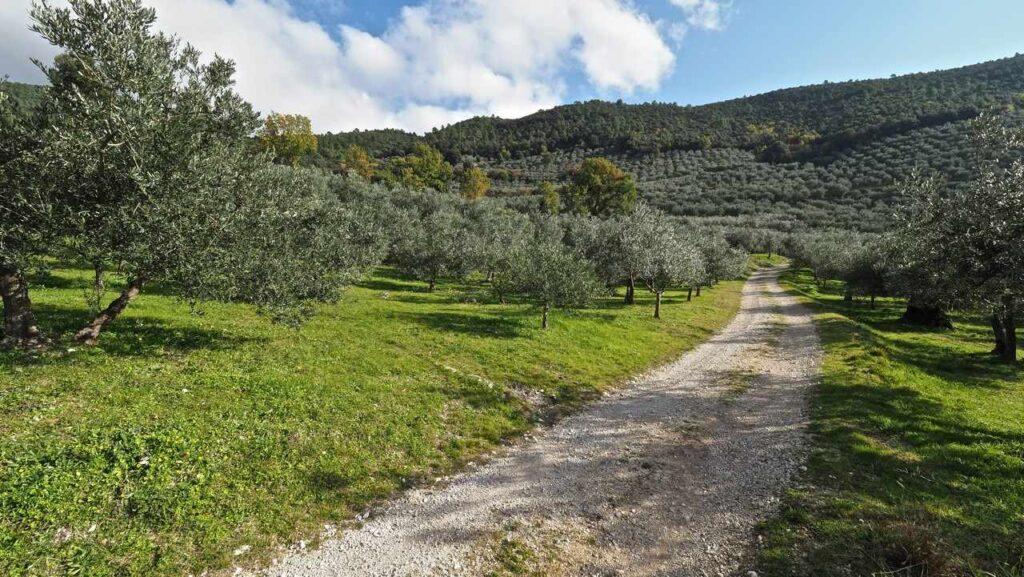 The first twenty years of Strada dell'Olio Dop Umbria - l'OlivoNews