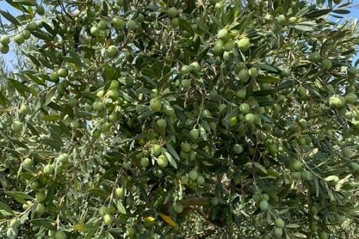Olive oil forecast: expectations are more than good in Sicily - l'OlivoNews