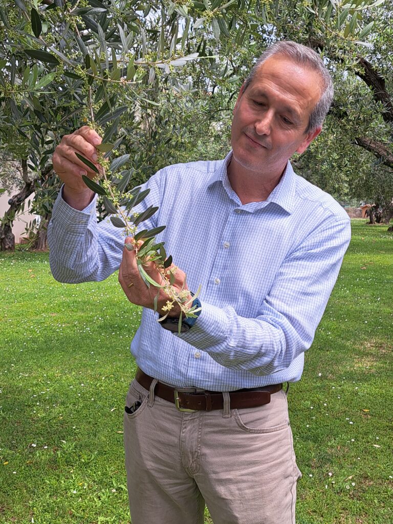 Bonamini at the helm of the Veneto DOP Extra Olive Oil Consortium - l ...