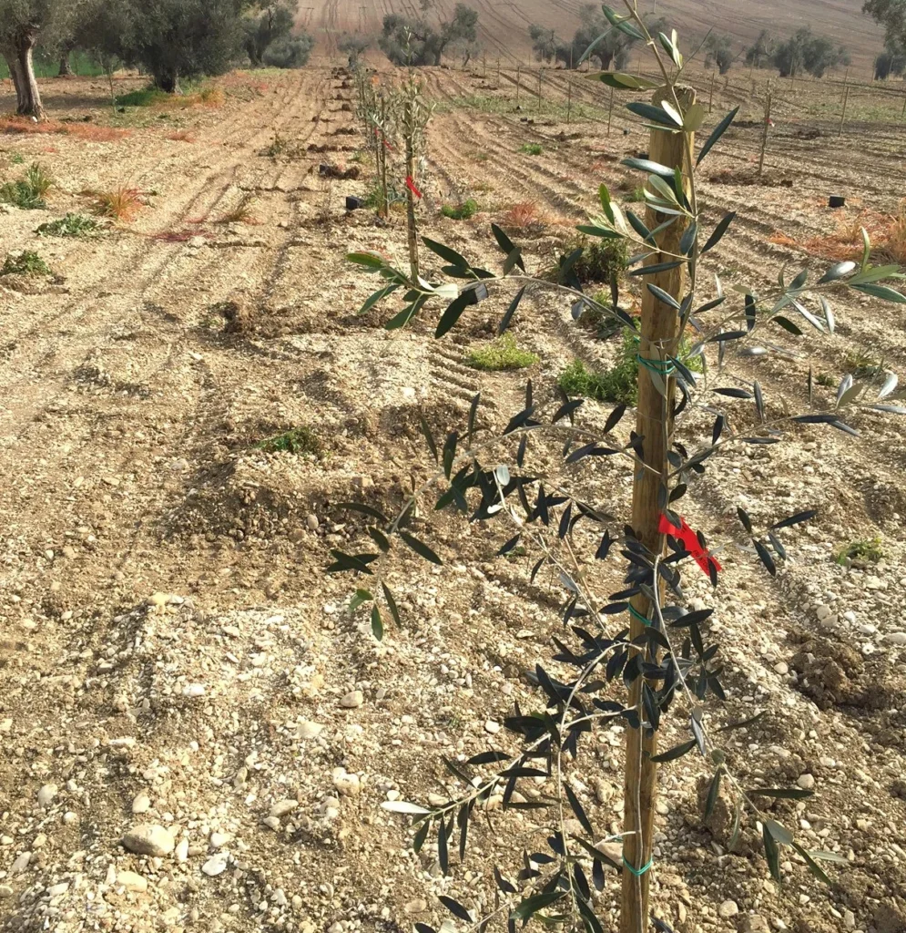 New olive tree plants: preparation and planting - l'OlivoNews