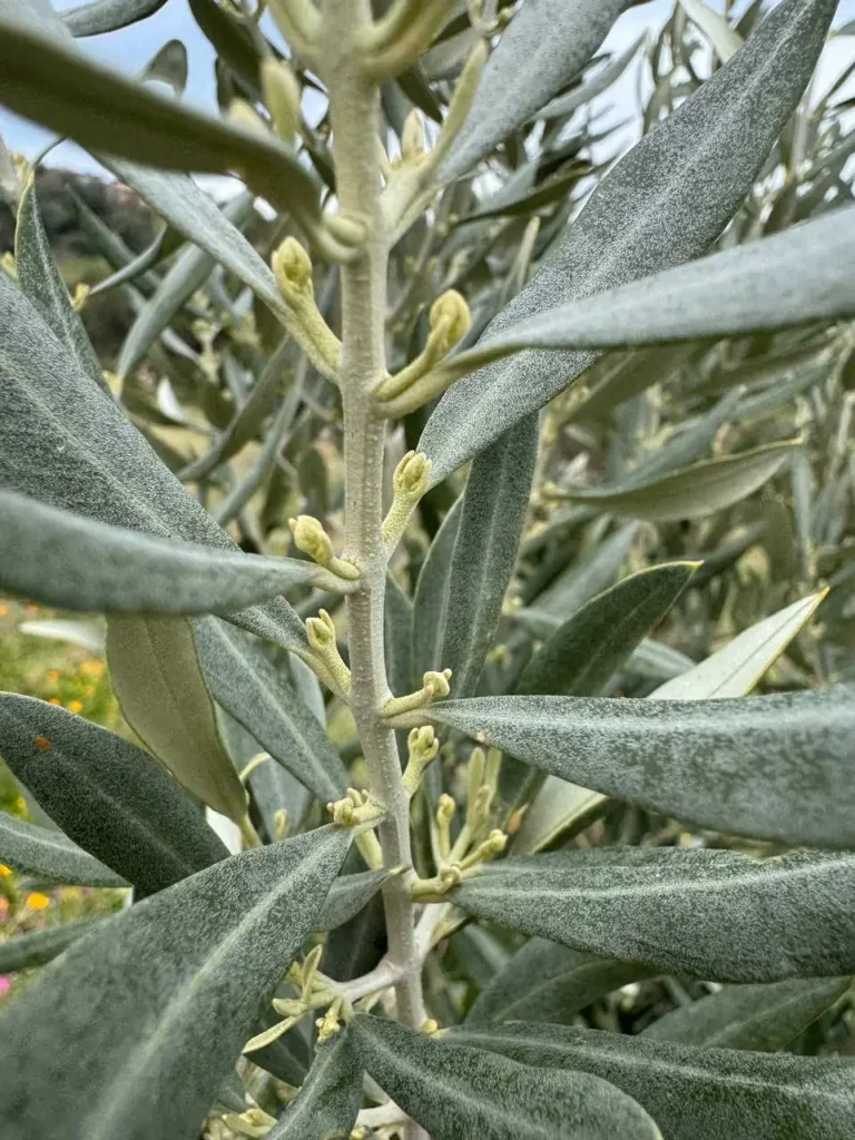 Le gemme dell'olivo: a legno, a fiore, latenti - l'OlivoNews