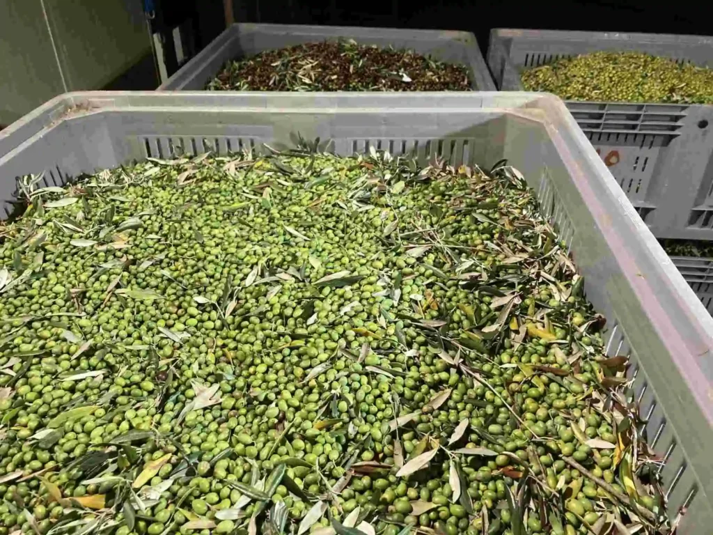 Olive, il decreto che cambia tutto: consegna al frantoio entro 6 ore ...