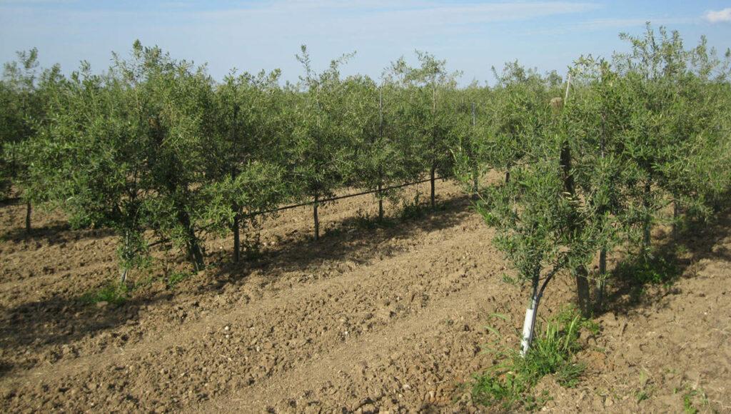 Olive growing area: here are the regions where it's growing and where ...