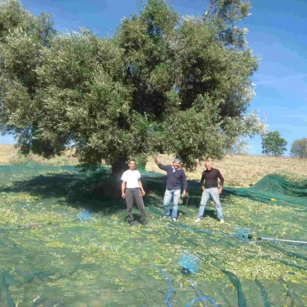 OlivoNews - Journal of Olive Growing and Circular Thinking