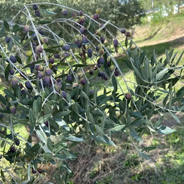 OlivoNews - Journal of Olive Growing and Circular Thinking