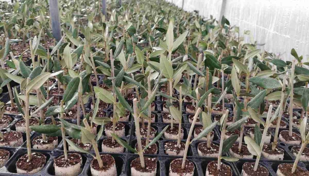 Olive Oil Plan: Where to Find Tens of Millions of New Trees - l'OlivoNews
